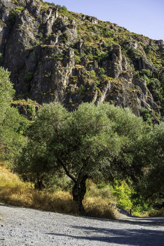A Single Olive on the Path Down the Hill on a Hot Summer Days Stock ...