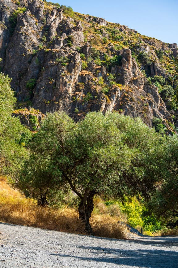 A Single Olive on the Path Down the Hill Stock Image - Image of ...