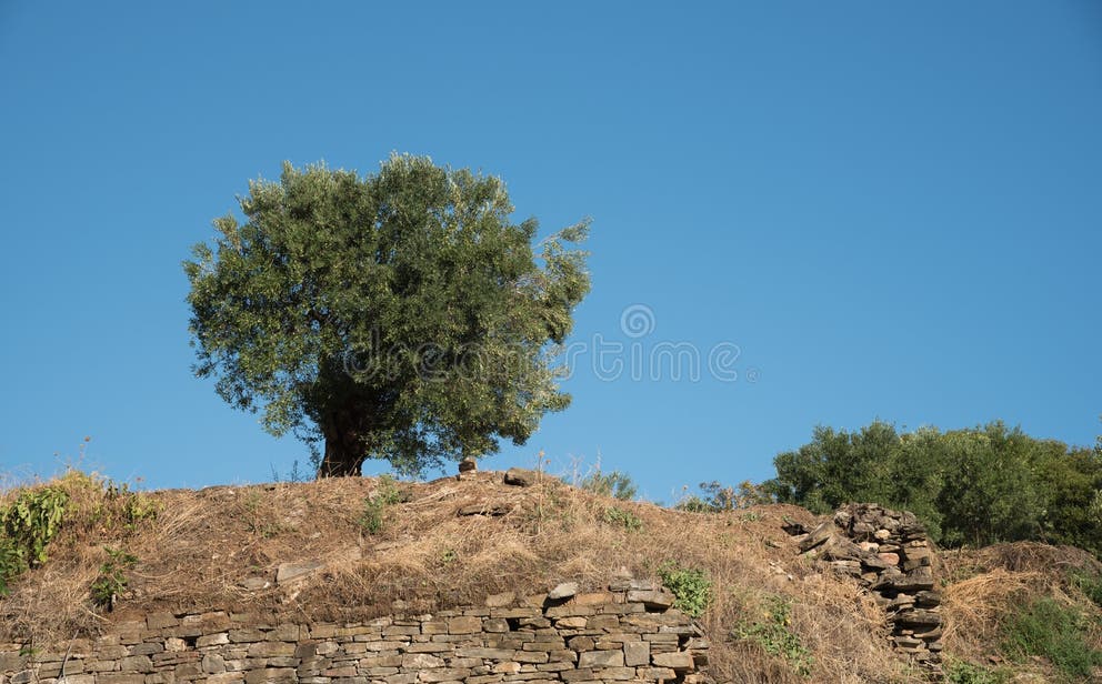 Single Olive Tree and Blue Sky Stock Photo - Image of outdoors, field ...