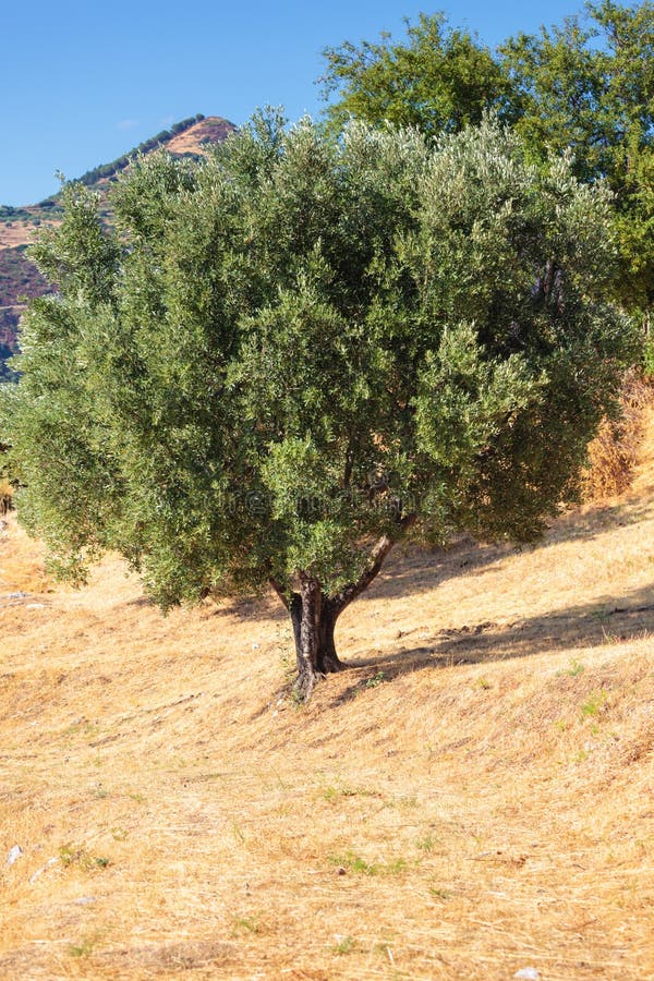 Single Olive Tree in Calabria Stock Image - Image of authentic, farm ...