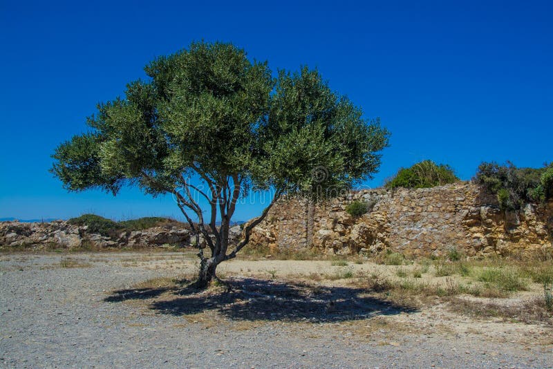 Single olive tree stock image. Image of catalan, escala - 95502153
