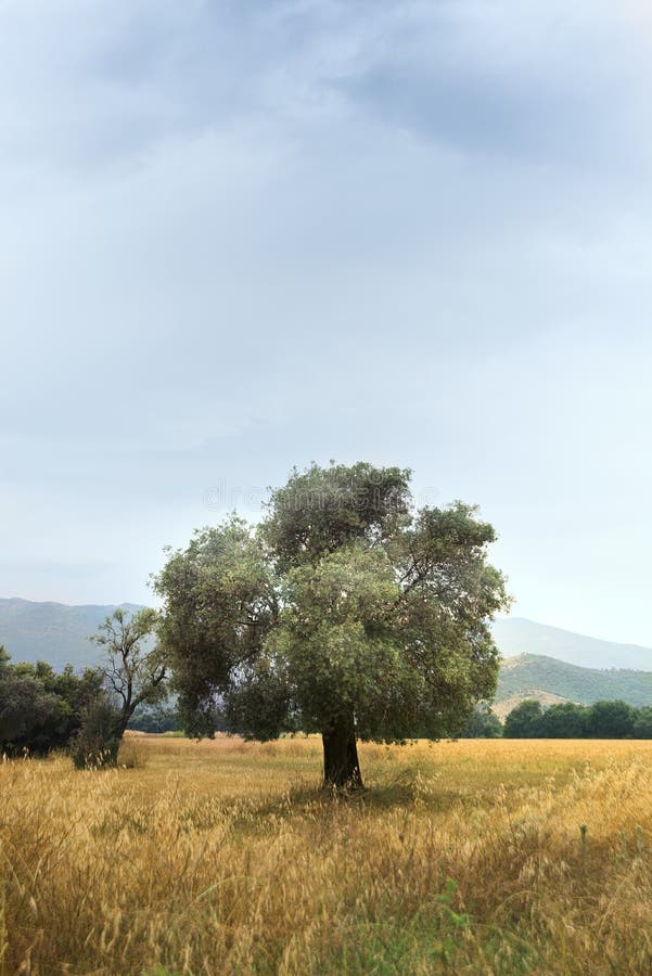 Single Olive Tree in the Field. Stock Image - Image of isolated, summer ...