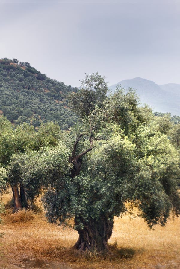 Single Olive Tree in the Field. Stock Photo - Image of plantation ...