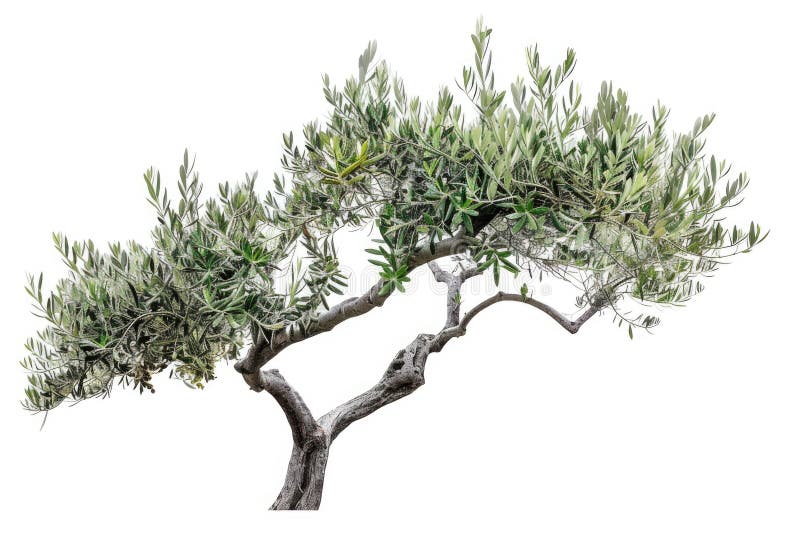 A Single Olive Tree with Lush Green Leaves Against a Clean White ...