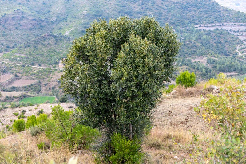 A Single Olive Tree in the Mountain Stock Photo - Image of agriculture ...