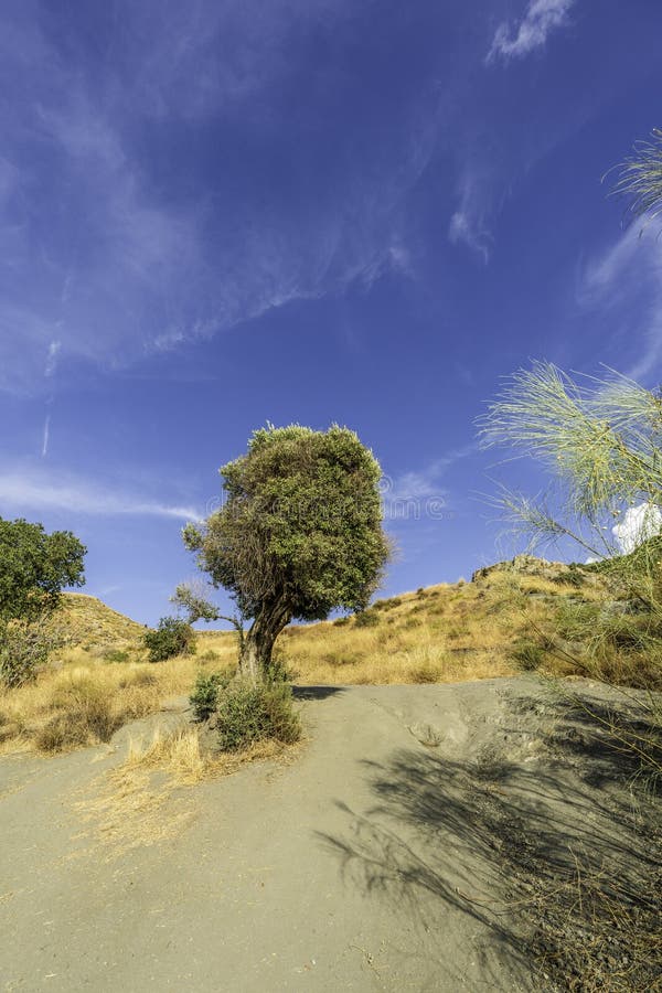 A Single Olive Tree Up an Arid Hill on a Summer Days Stock Photo ...
