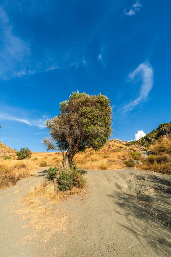 A Single Olive Tree Up an Arid Hill Stock Photo - Image of summer, tree: 375655102