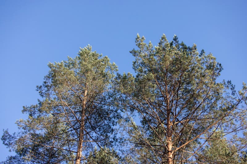 Single One Pine Tree in the Forest. Clear Blue Sky in Background Stock ...
