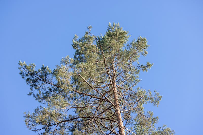 Single One Pine Tree in the Forest. Clear Blue Sky in Background Stock ...