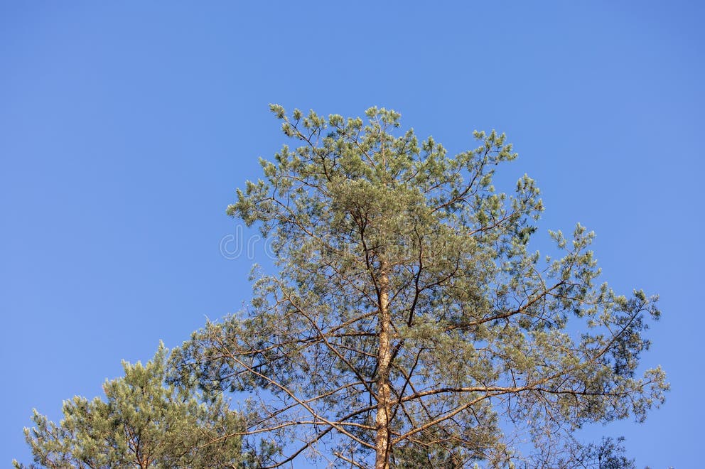 Single One Pine Tree in the Forest. Clear Blue Sky in Background Stock ...