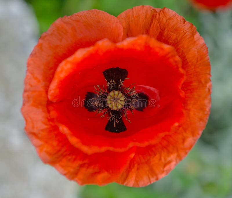 Single one poppy flower stock image. Image of botanical - 91280939