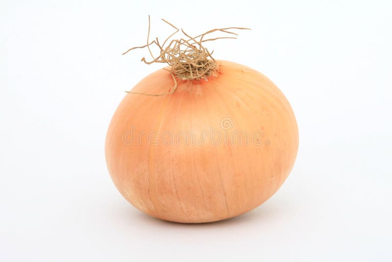 Single onion stock photo. Image of healthy, edible, earth - 1118544