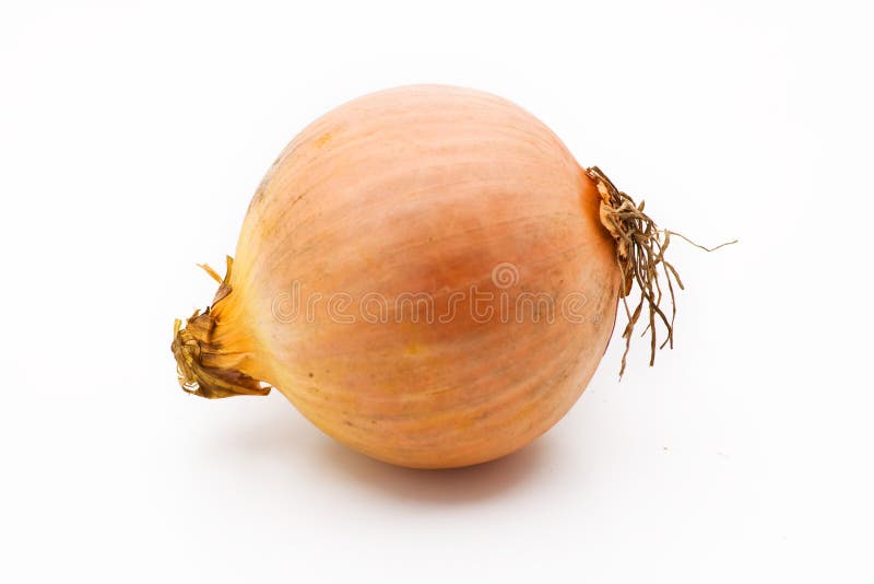A single onion stock photo. Image of spice, vitamins, harvest - 8267598