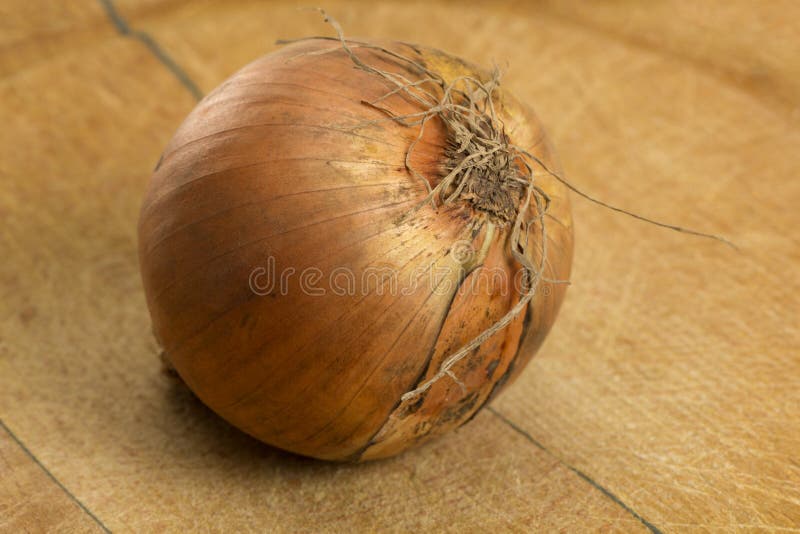 Single onion stock photo. Image of cook, lunch, plank - 41931224