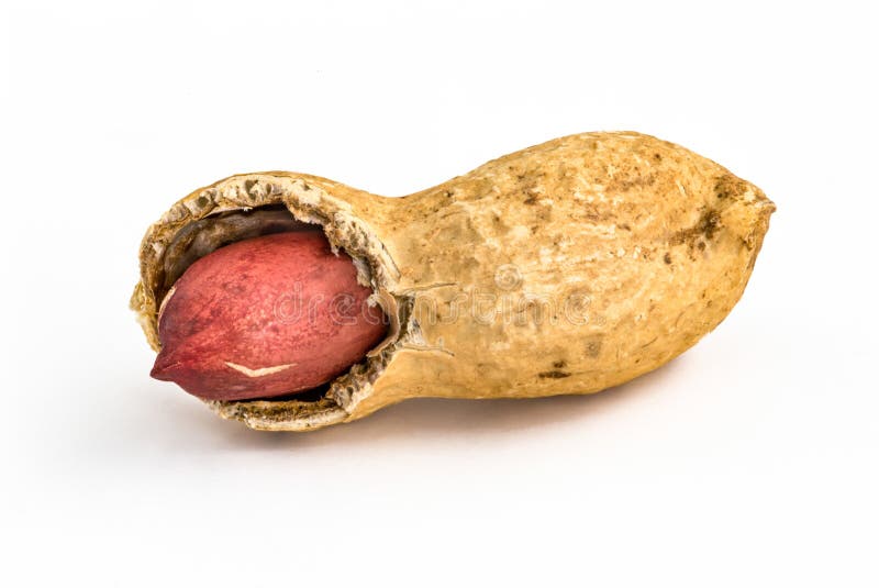 Single peanut - isolated stock photo. Image of natural - 109372946