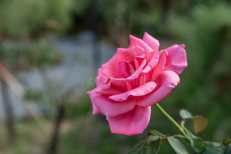 A Single Open Red Rose in a Simple Background Stock Image - Image of ...