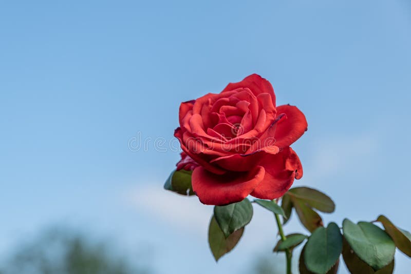 A Single Open Red Rose in a Simple Background Stock Image - Image of ...