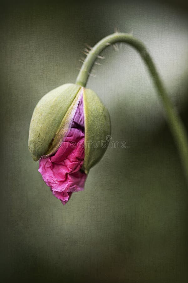 Single opening poppy bud stock photo. Image of beauty - 191908210