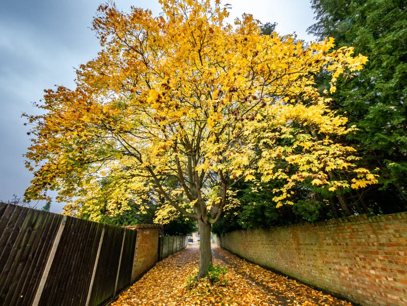 Single Orange Beautiful Tree in Autumn Season Stock Photo - Image of ...