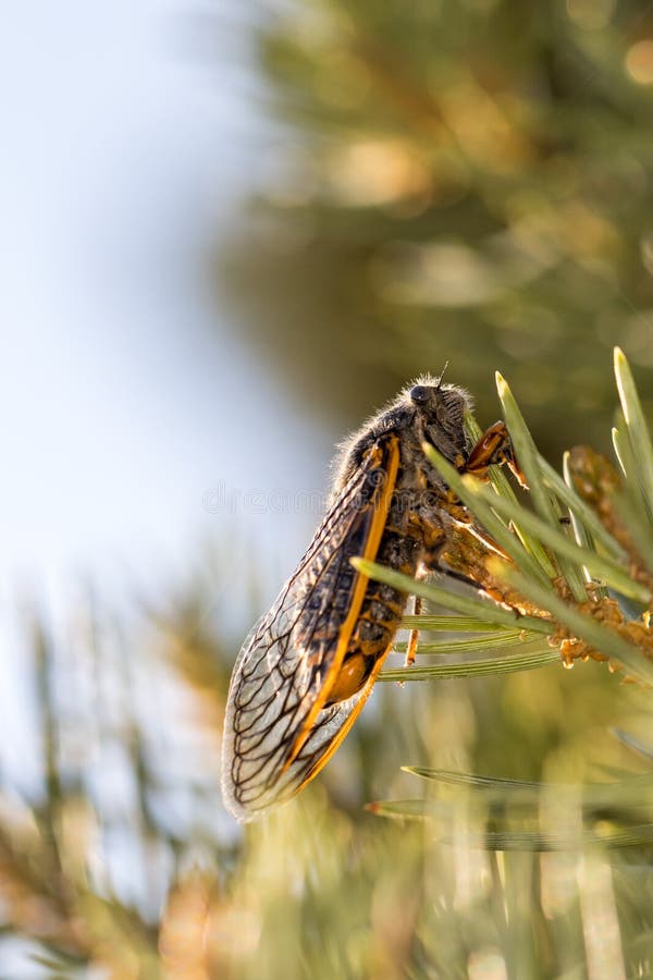 Single Orange and Black Cicada Well Lit on a Pine Tree Branch Stock ...