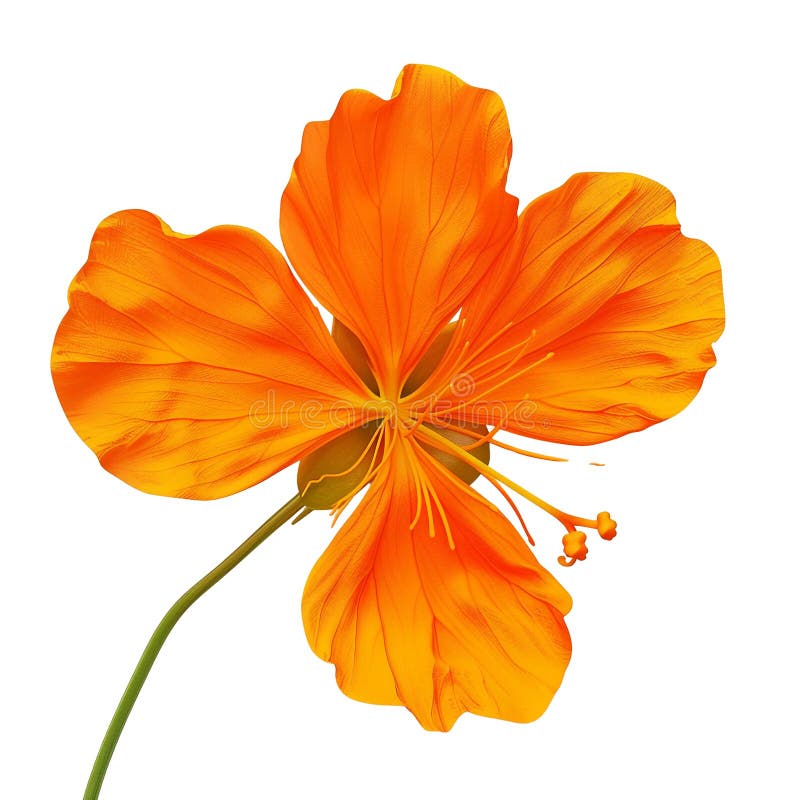 A Single Orange Flower stock image. Illustration of studio - 348988339