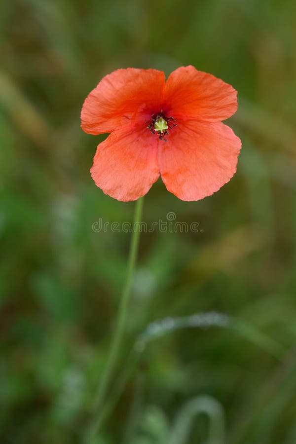 Close Up of a Single Orange Flower in a Field, Stock Photo - Image of ...