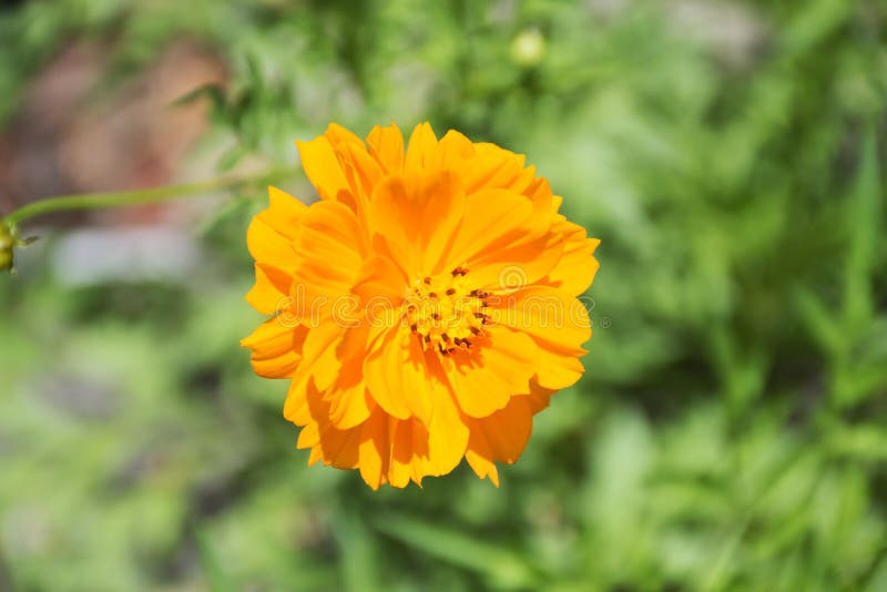 Single Orange flower stock image. Image of bright, floral - 90402697