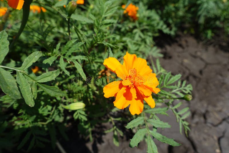 A Single Tagetes Erecta Kees Orange (African Marigold) Flower in the ...