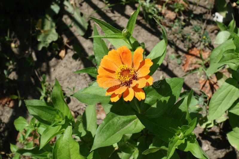Single Orange Flower of Semi-double Zinnia Elegans in July Stock Photo ...