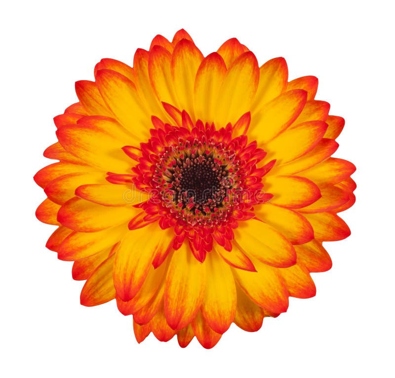 Single Orange Gerbera Flower Isolated on White Background Stock Image ...