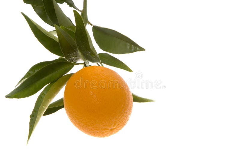Single orange growing stock image. Image of food, growth - 2082125