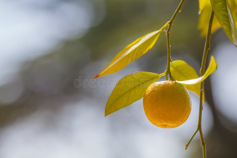 Single Orange Growing on a Fruit Tree. Soft Image with Copy Space ...