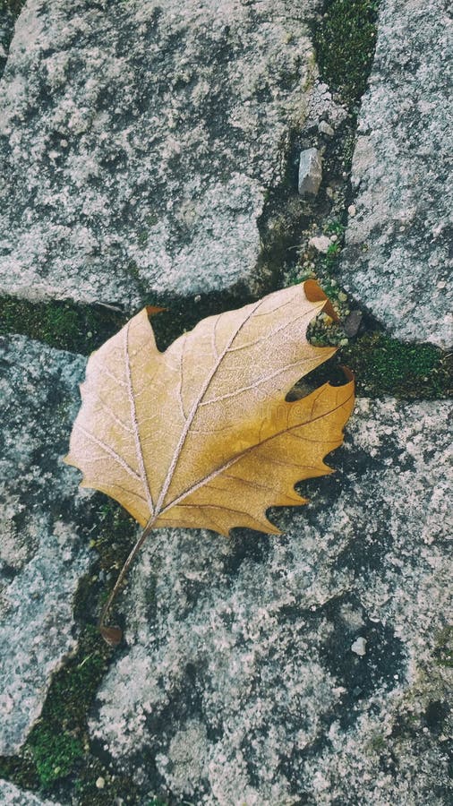 Single Orange Leaf on the Ground Stock Photo - Image of natural, solid ...