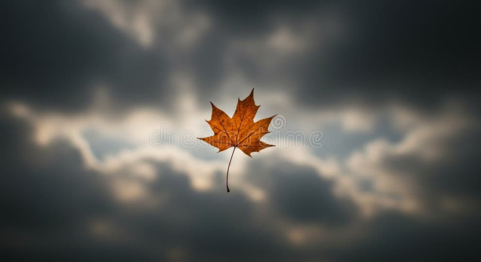 Single Orange Maple Leaf Falling Against Dark Clouds Stock Illustration ...