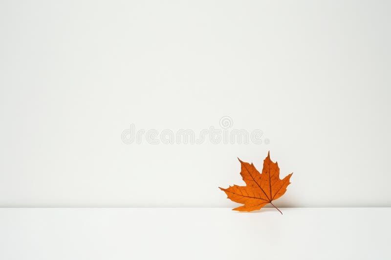 Single Orange Maple Leaf on a White Surface Stock Illustration ...