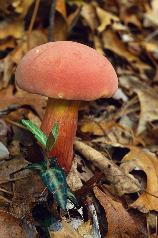 Single Orange Mushroom stock photo. Image of mushroom - 28193698