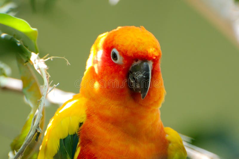 A Single Feather Of A Parrot Stock Photo - Image of feather, detail ...