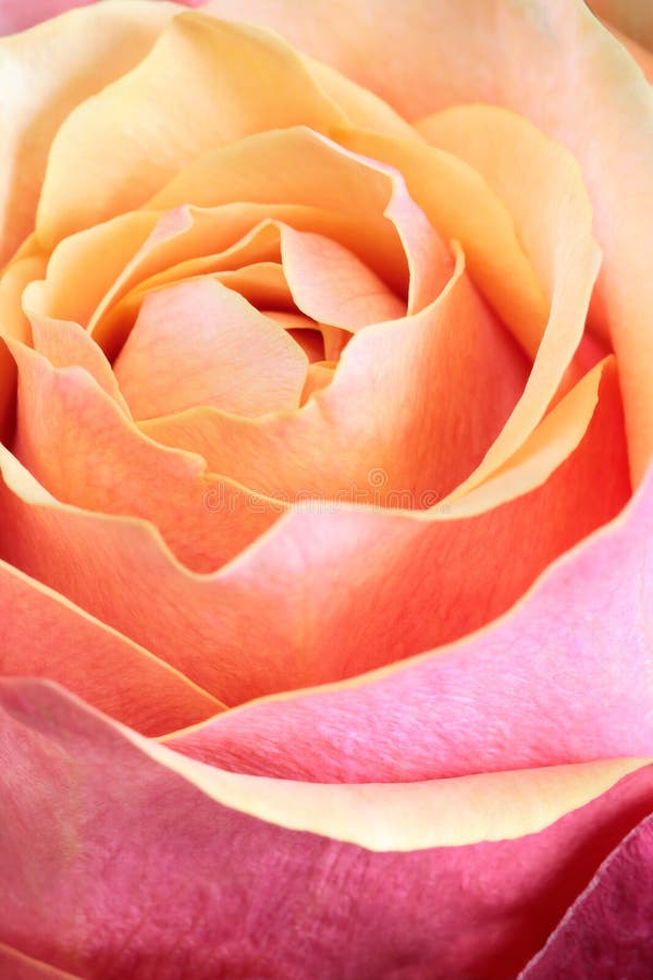 Single Orange and Pink Rose Stock Photo - Image of blossom, love: 5279678