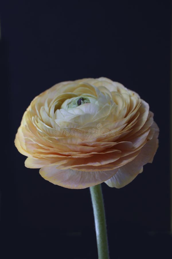 Orange Ranunculus Flower on a Black Background Stock Image - Image of ...