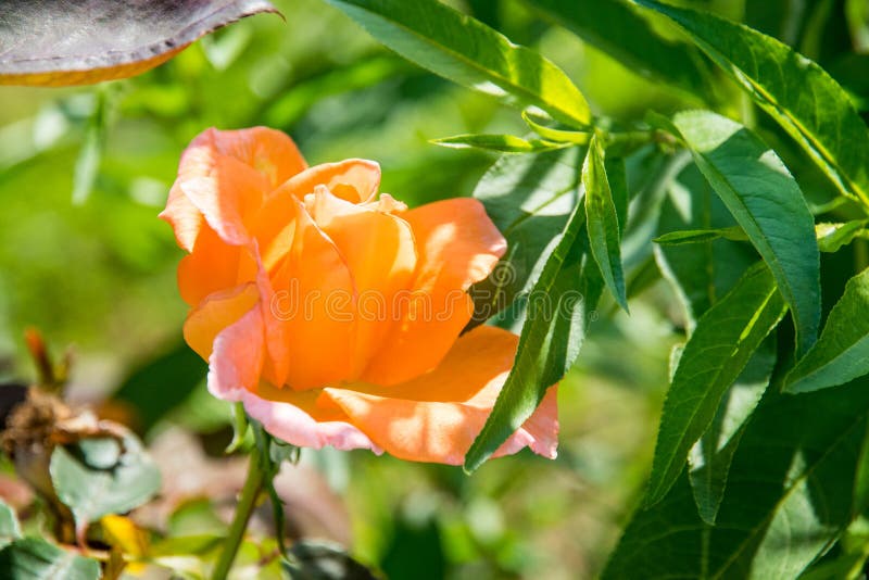 Single Orange Rose with Blurred Leaves Stock Photo - Image of colorful ...