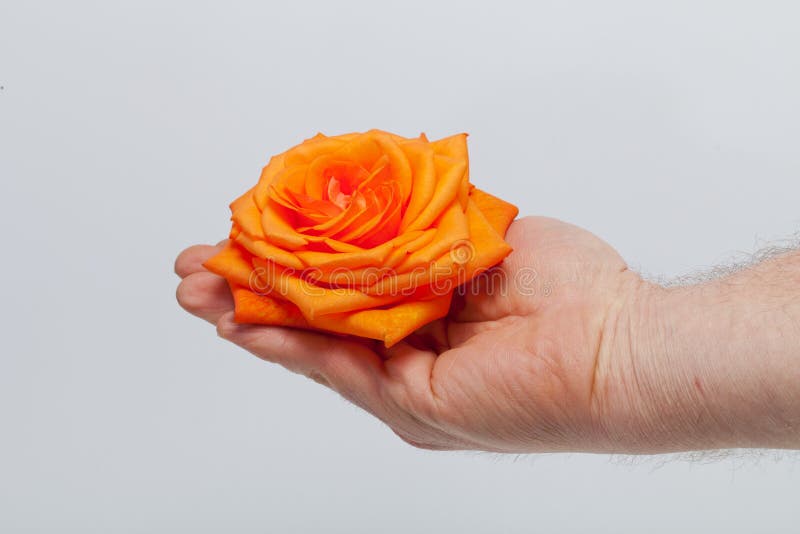Single orange rose stock photo. Image of nature, bright - 35336126