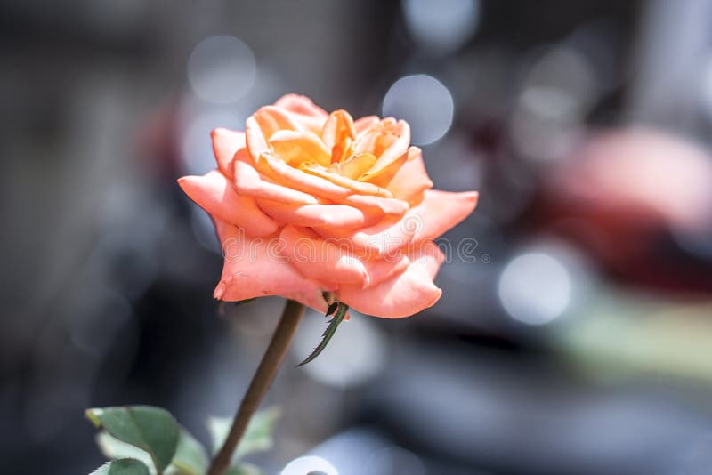 A single orange rose. stock image. Image of design, broken - 98737991