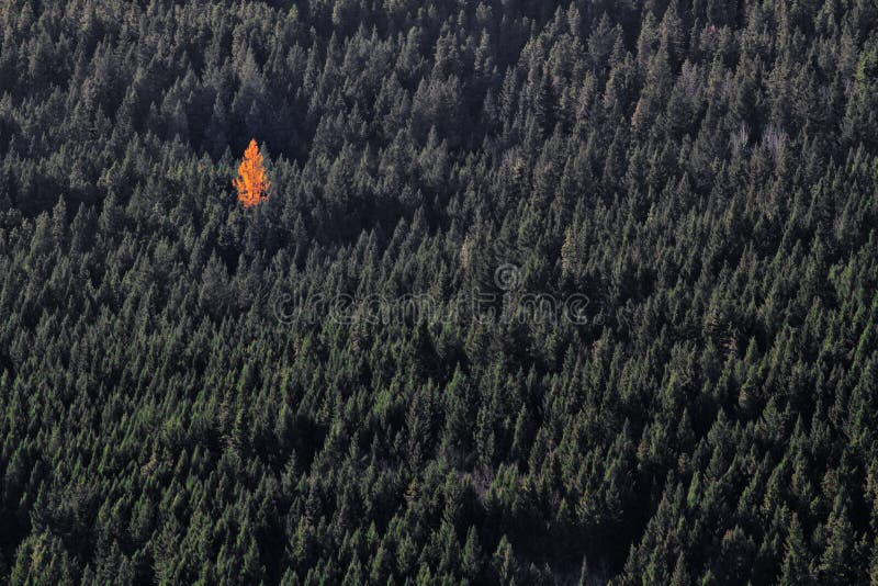 Single Orange Tree in Green Forest Stock Image - Image of autumn ...