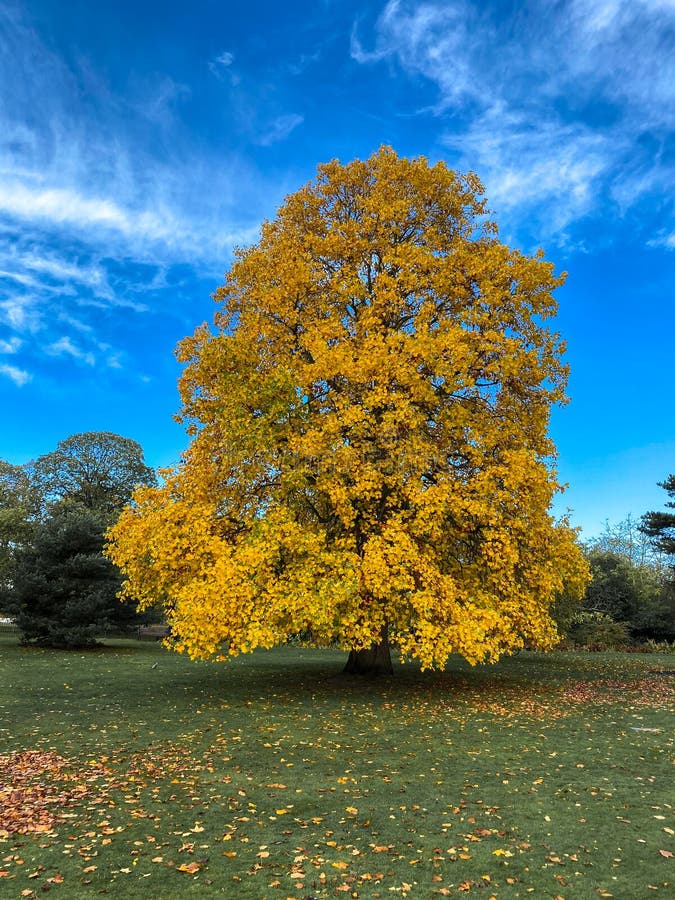 Single Orange Tree Outdoors Stock Image - Image of single, nature ...