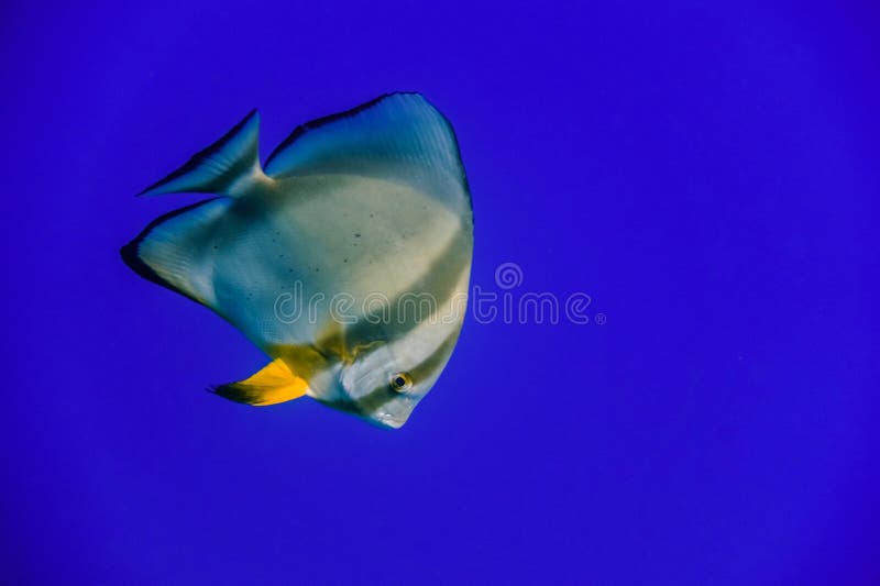 Single Orbicular Batfish in Deep Blue Water Portrait Stock Photo ...