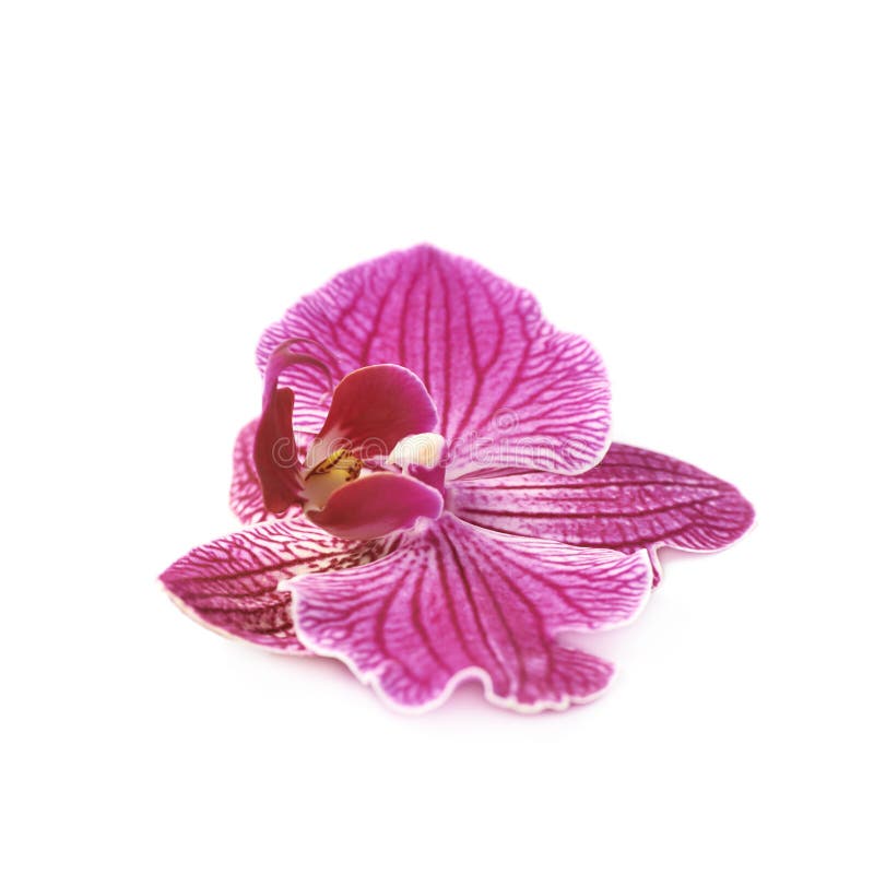 Single Orchid Flower Petal Isolated Stock Image - Image of beauty ...