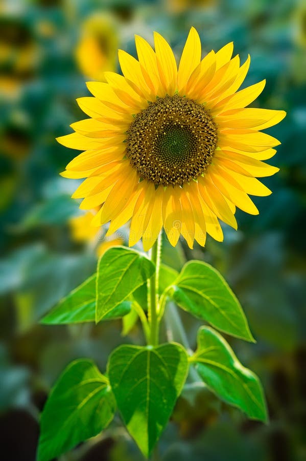 Single out stock photo. Image of environment, color, grass - 11119760