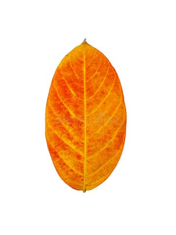 71,123 Single Orange Leaf Stock Photos - Free & Royalty-Free Stock ...