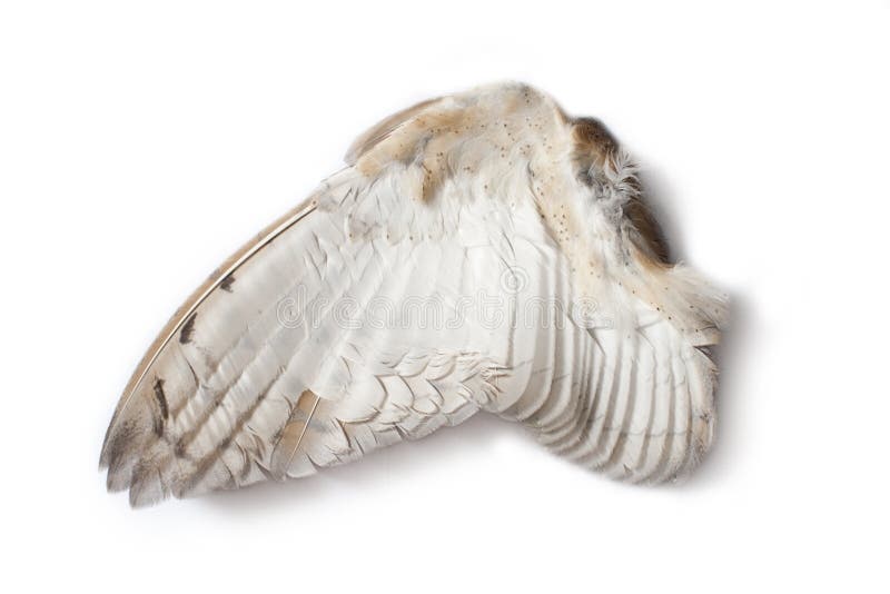 245 Inner Wing Photos - Free & Royalty-Free Stock Photos from Dreamstime