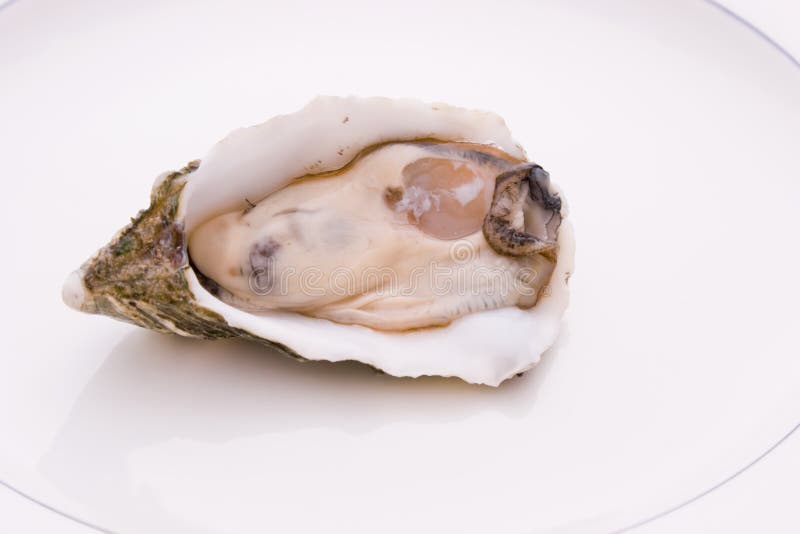 Single Oyster stock photo. Image of shellfish, plate, oyster - 6041118